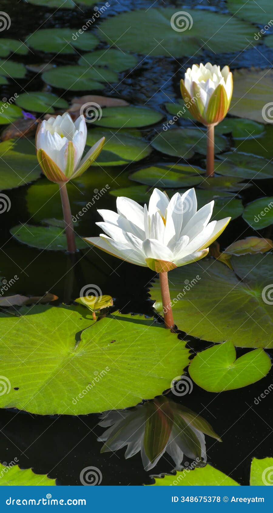 Group of Withe Waterlily Blooming with Reflection in the Water Stock ...
