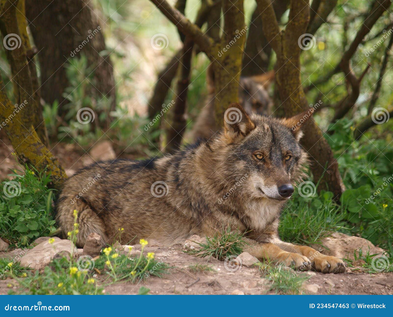 Group of Wolves (Canis Lupus) in a Forest, Spain Stock Image - Image of ...