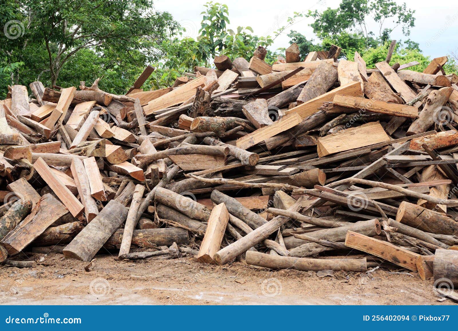 Group of wood on ground stock photo. Image of conservation - 256402094