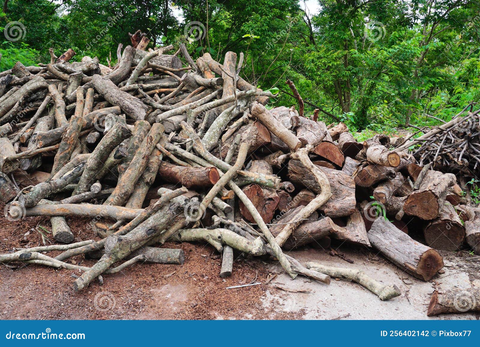 Group of wood on ground stock photo. Image of lumber - 256402142