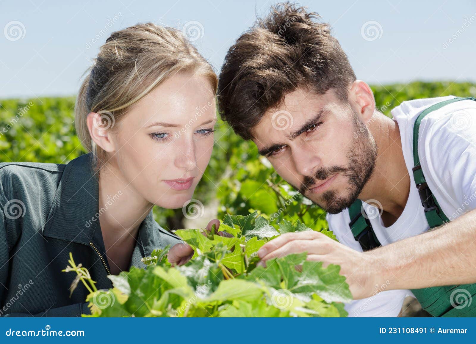 Group Workers Picking Grapes in Field Cultivation Stock Image - Image ...