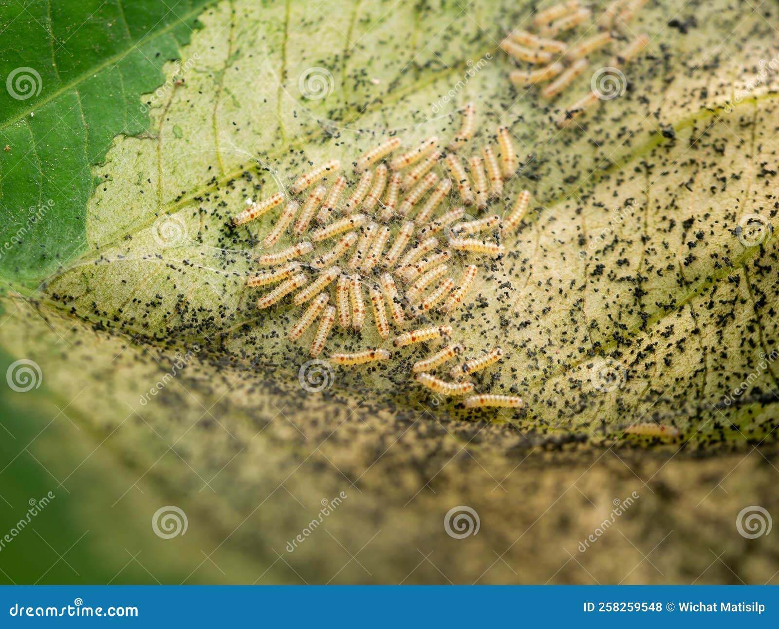 Group of Worms are Eating Leaf and Defecating Stock Photo - Image of ...