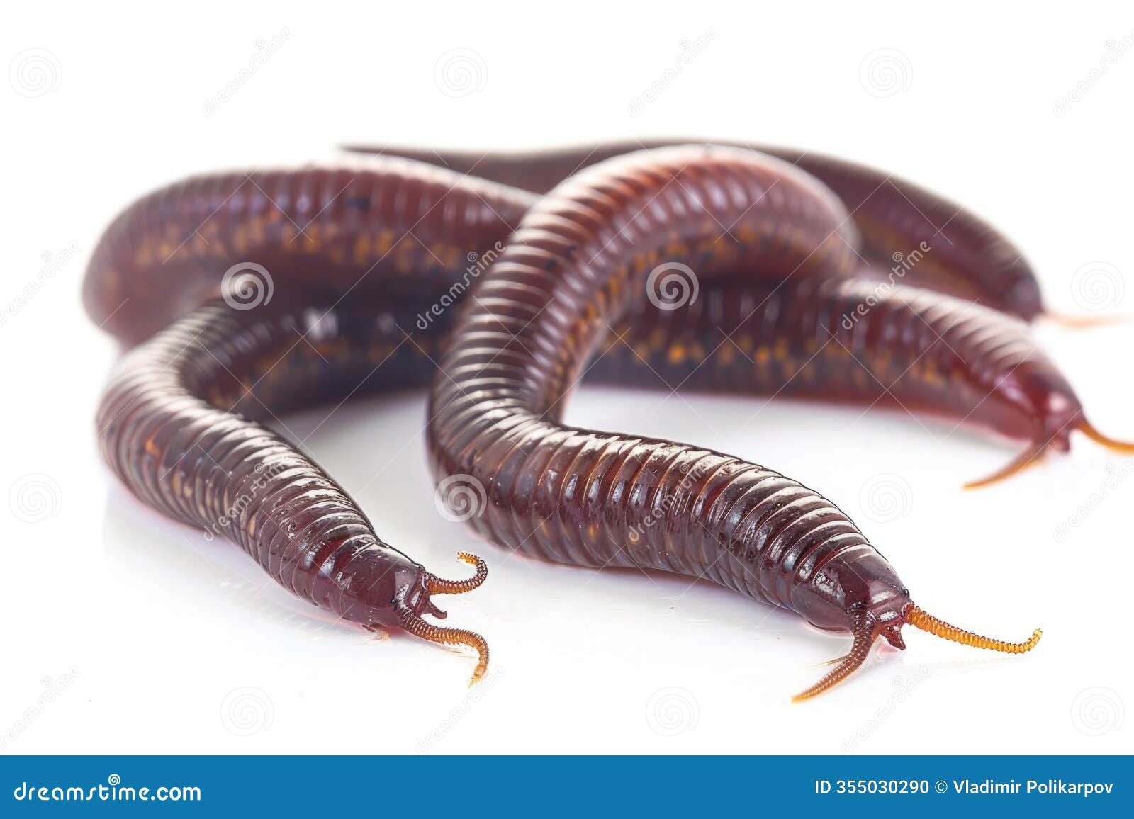 Group of Worms Sitting on a White Surface, Suitable for Educational ...