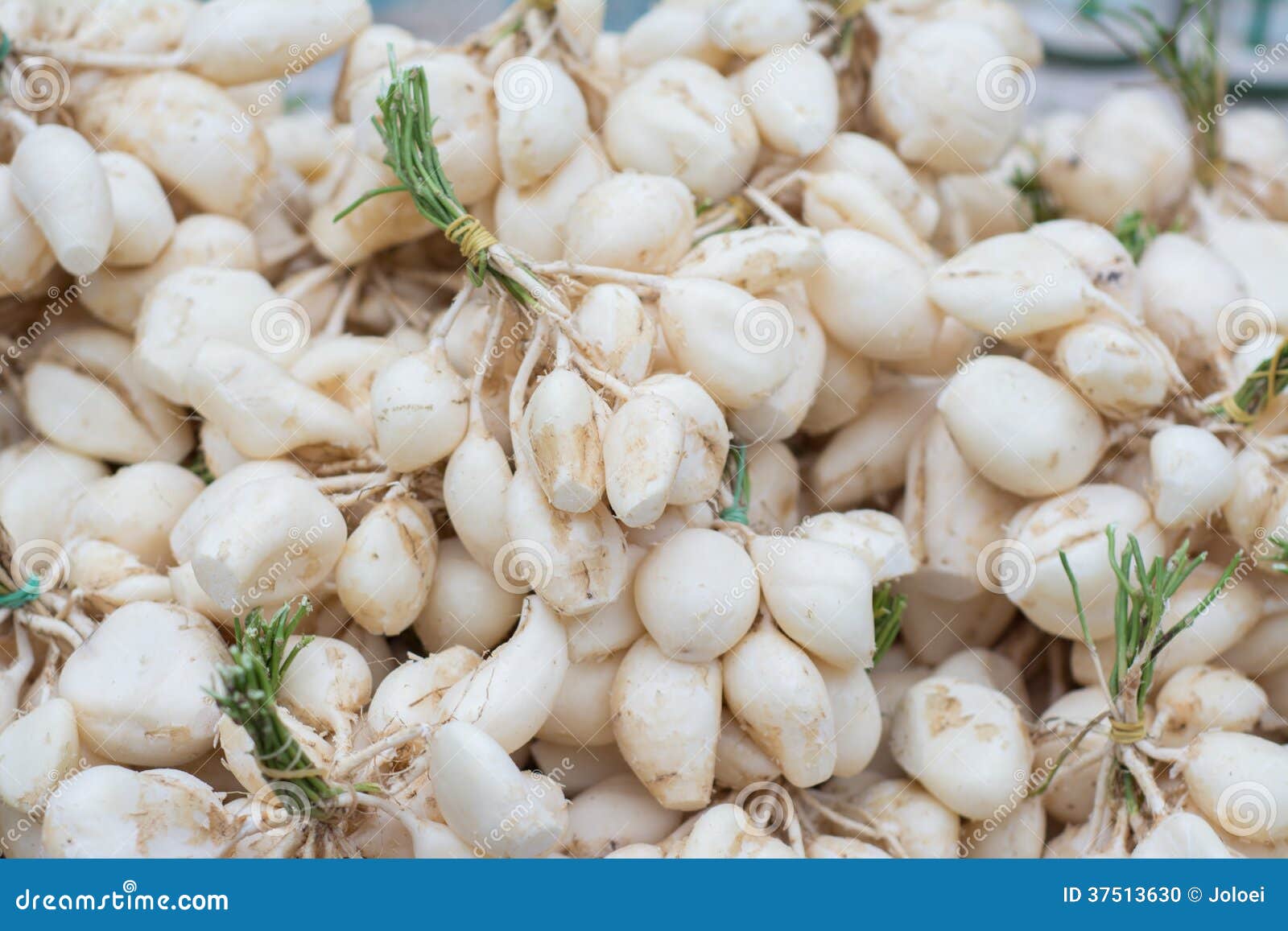 Group of yam bean stock photo. Image of brown, jicama - 37513630
