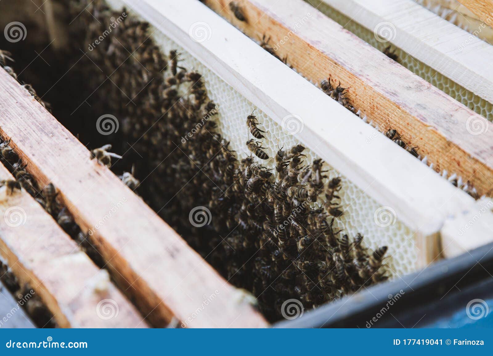 Group of Yellow Bees on the Hive Frame Stock Image - Image of ...