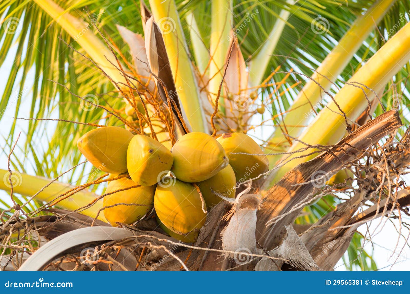 Group of Yellow Coco Nuts in Palm Tree Stock Image - Image of green ...