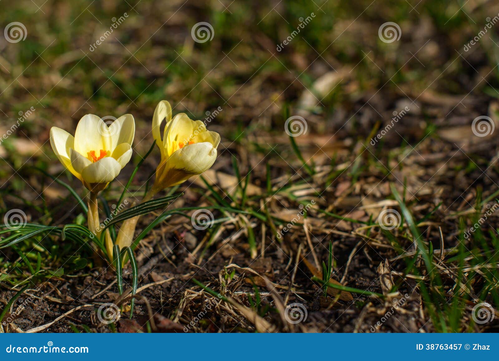 Group of yellow crocus stock image. Image of beauty, blossom - 38763457