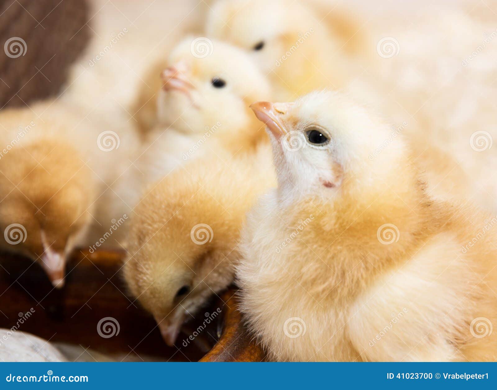 Group of Yellow Cute Chicks Stock Photo - Image of beak, eyes: 41023700