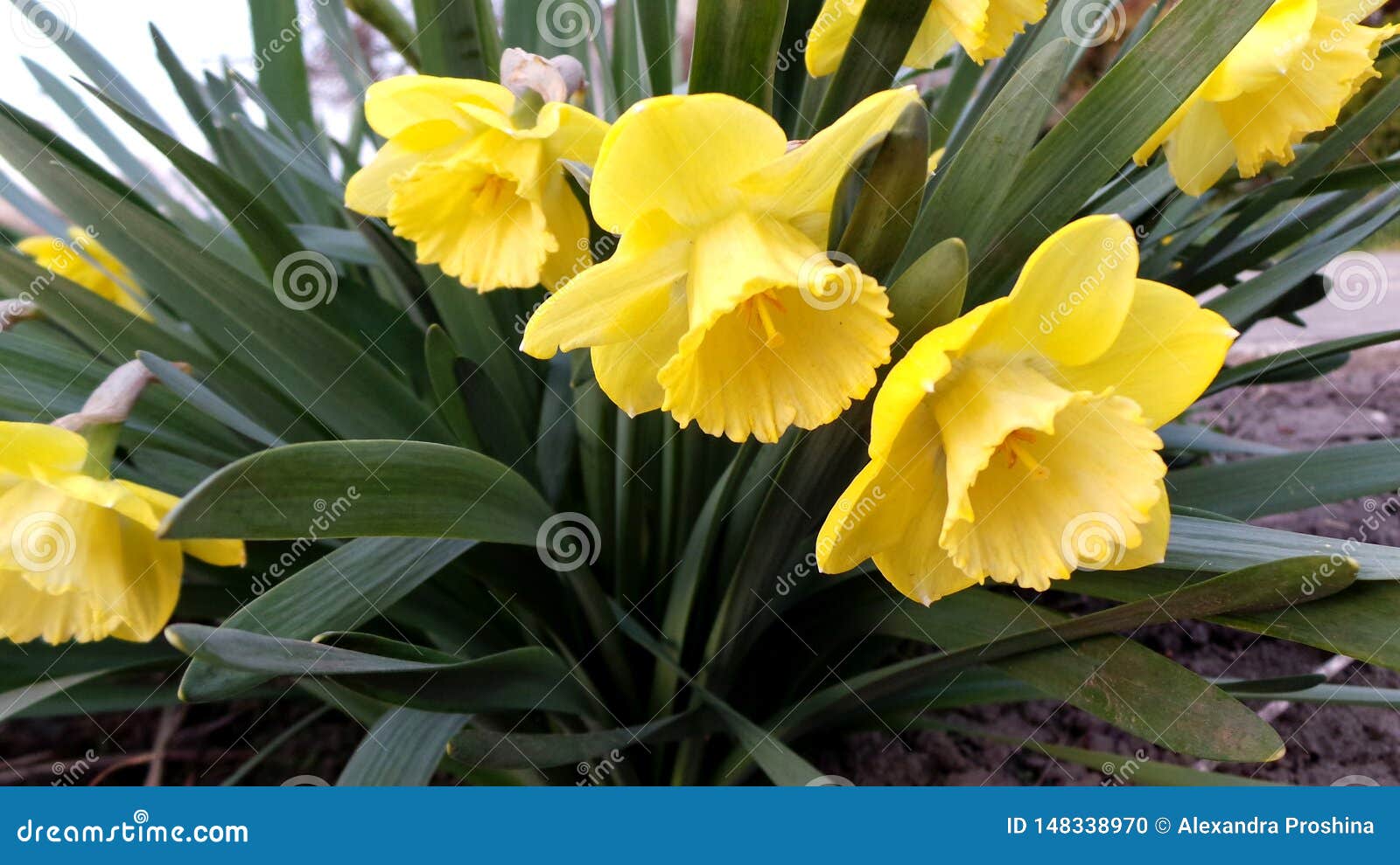 A Group of Yellow Daffodils in the Spring Garden Stock Photo - Image of ...