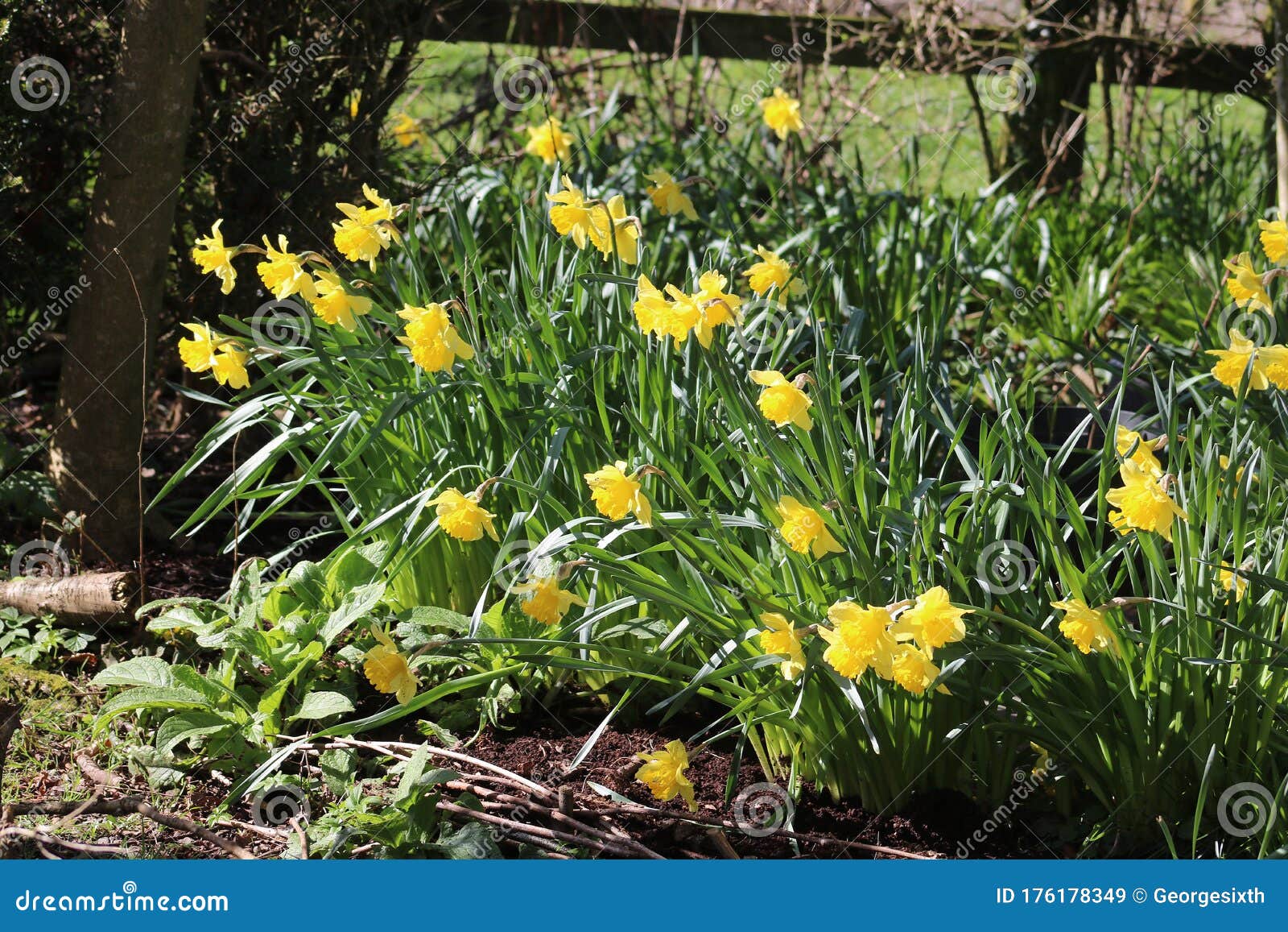 Group of Yellow Daffodils on a Sunny Spring Day Stock Image - Image of ...