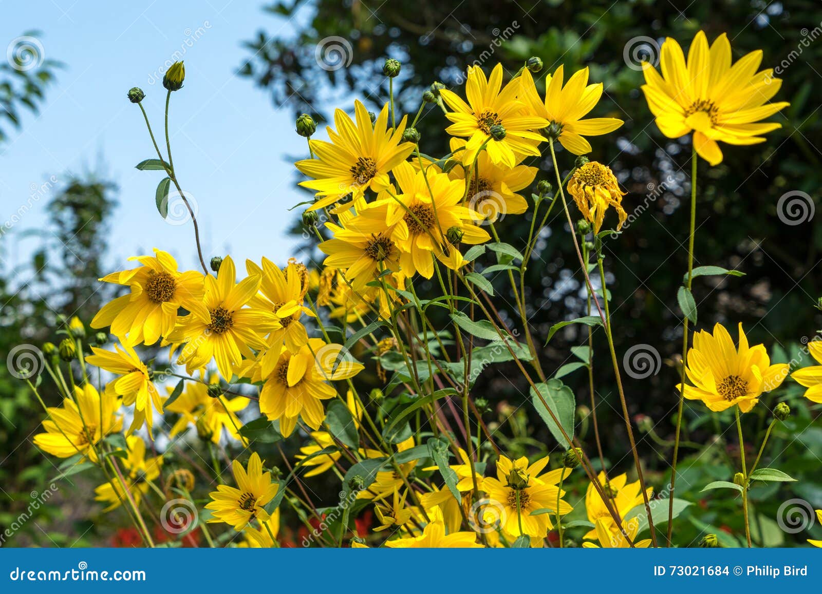 Group of yellow Daises stock photo. Image of colourful - 73021684
