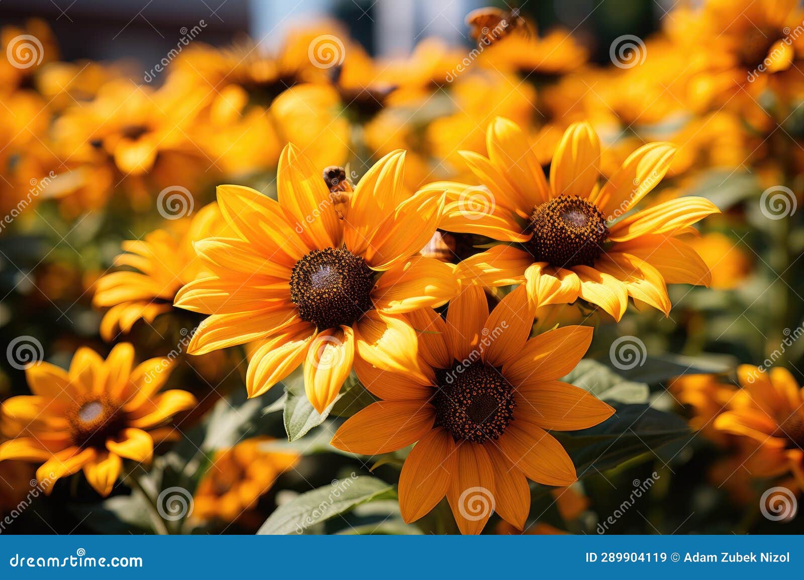 A group of yellow flowers stock illustration. Illustration of sunny ...