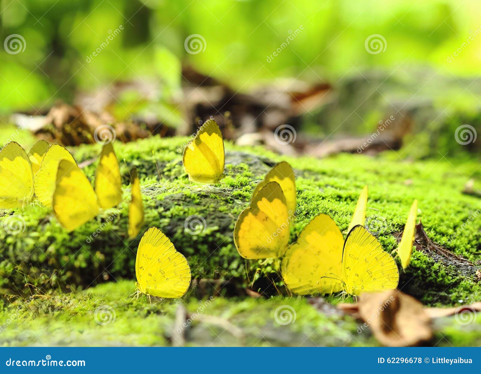 Group of Yellow Monarch Butterfly in the Forest. Stock Photo - Image of ...