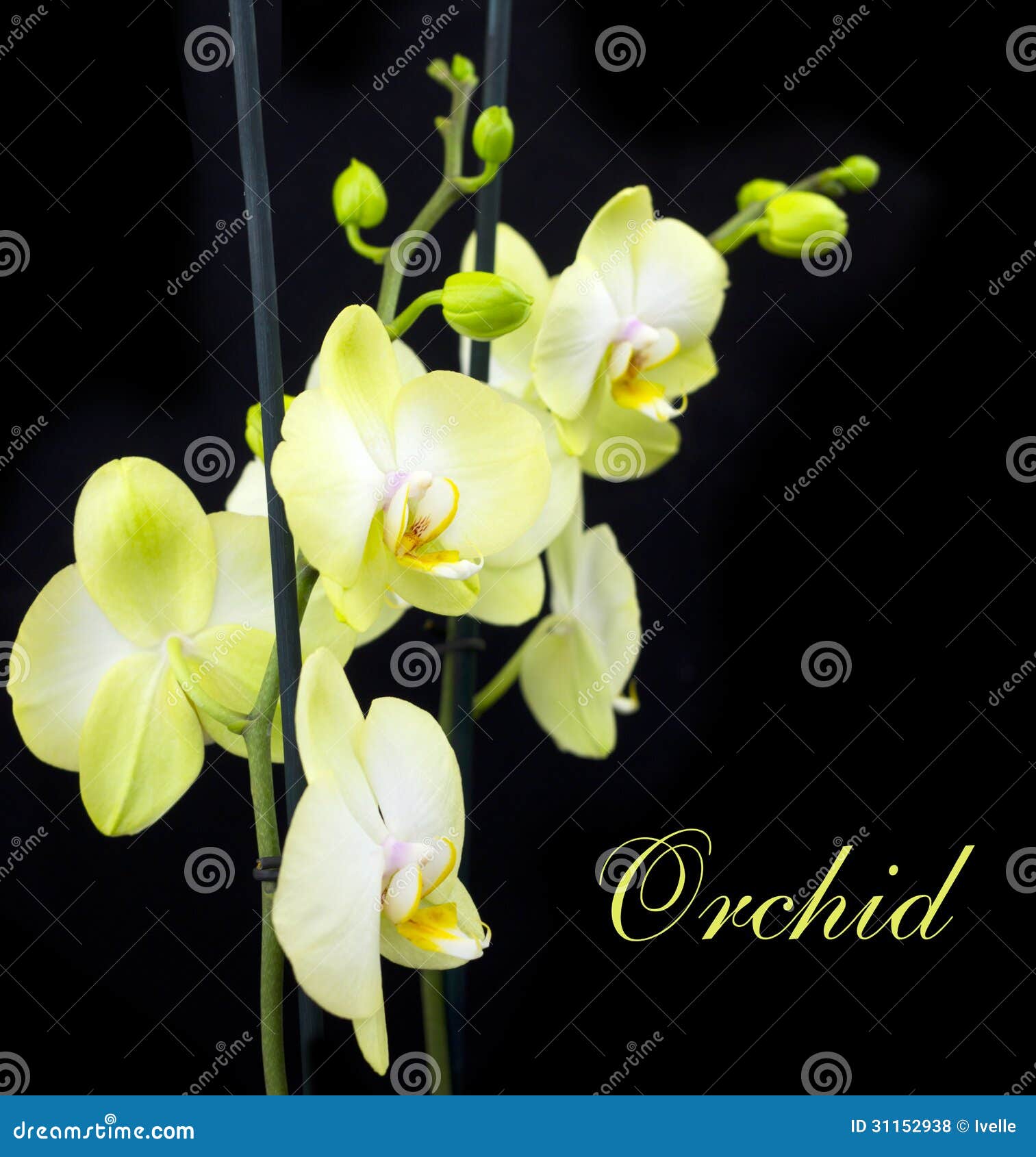 Group of yellow orchids stock photo. Image of orchid - 31152938