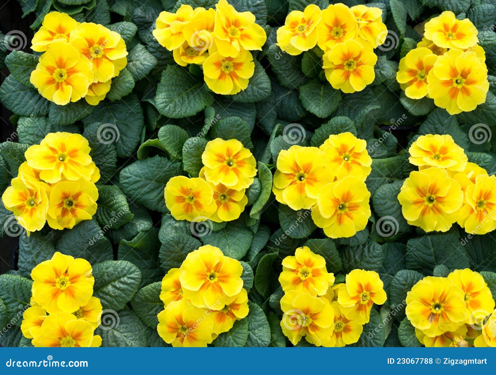 Group of Yellow Primroses in Bloom Stock Photo - Image of gardening ...