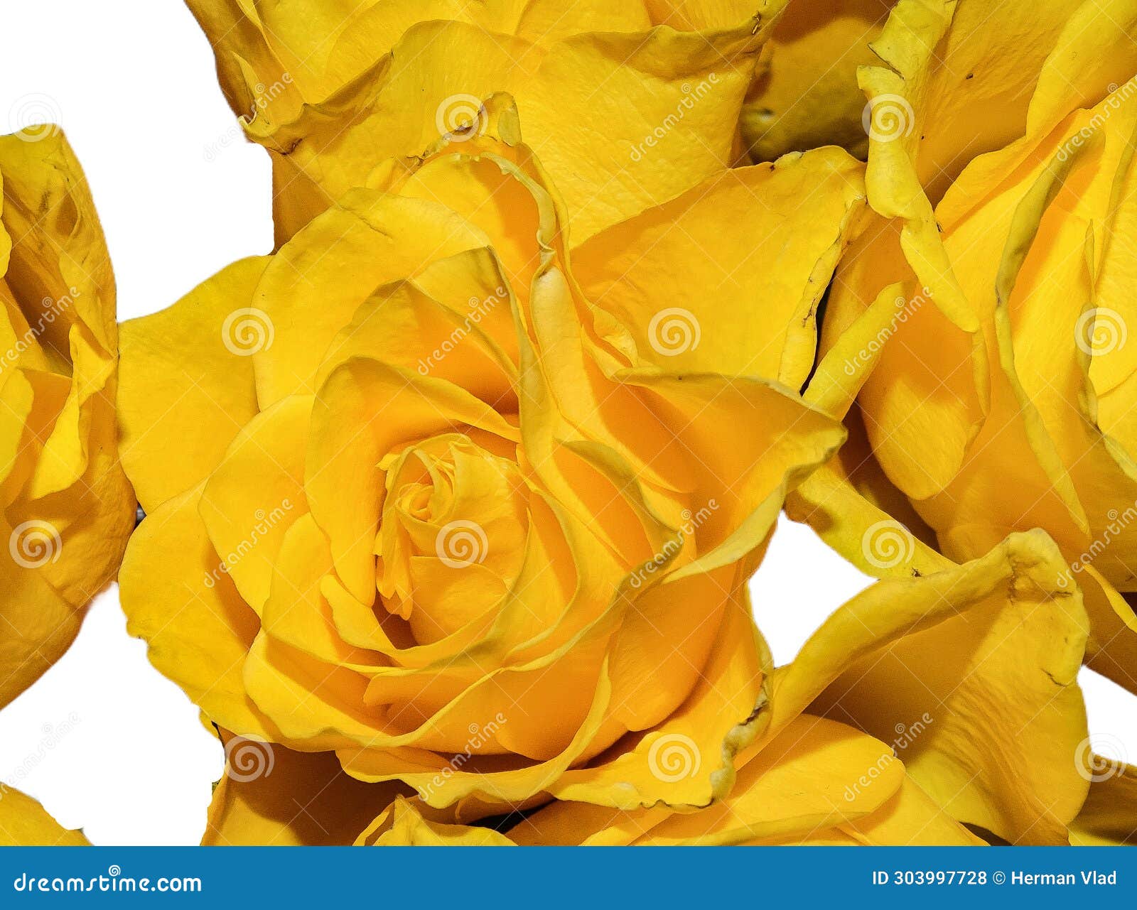 Group of Yellow Roses Isolated on White Stock Photo - Image of bouquet ...