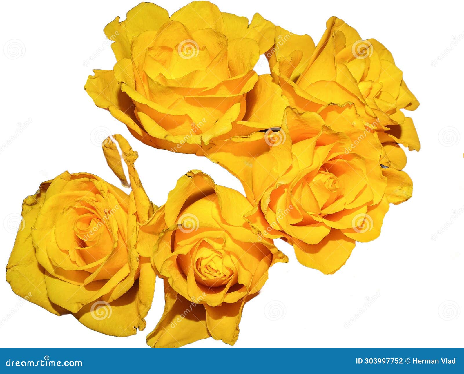 Group of Yellow Roses Isolated on White Stock Photo - Image of bouquet ...