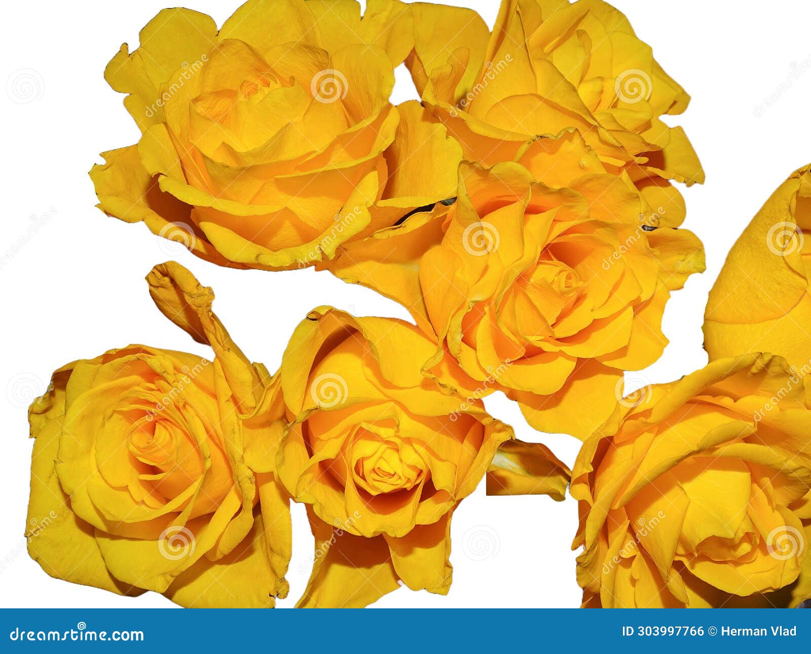 Group of Yellow Roses Isolated on White Stock Photo - Image of floral ...