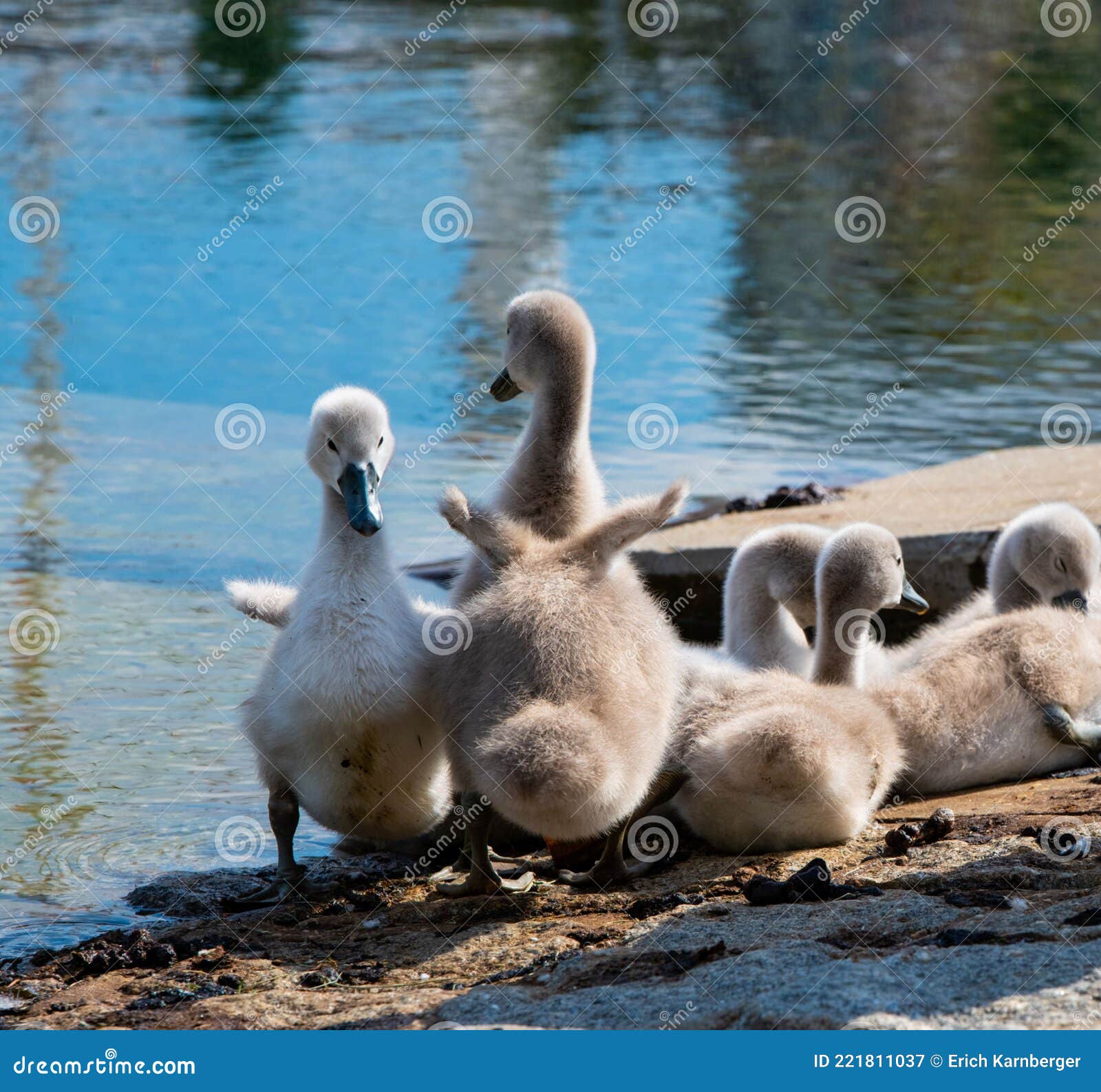 Young swans at a riverside stock image. Image of happiness - 221811037