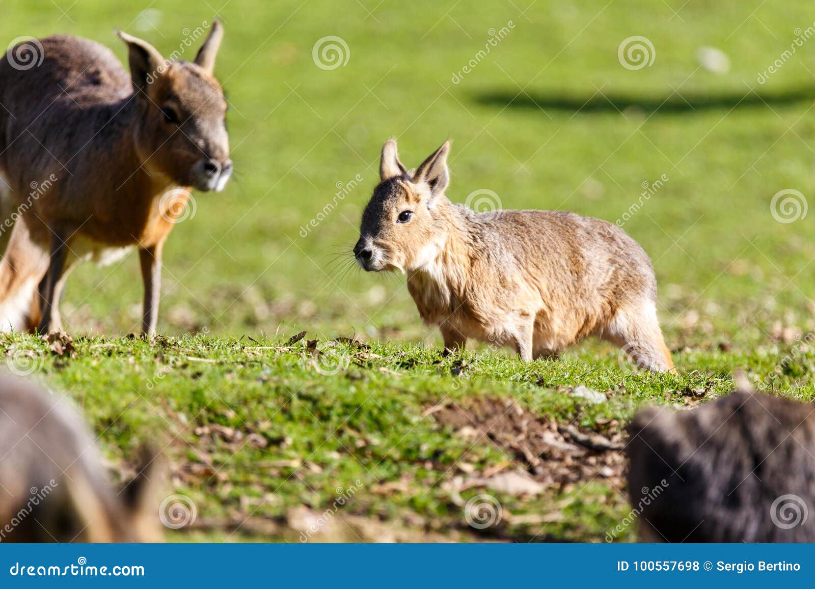 Young Capybara Running in Short Grass Stock Photo - Image of family ...