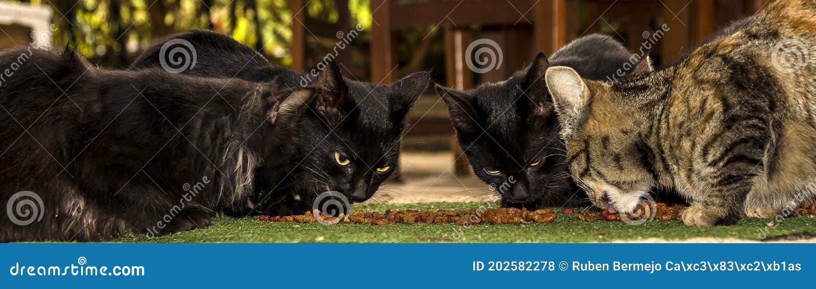Group of Young Cats Eating Together Stock Photo - Image of meal, light ...
