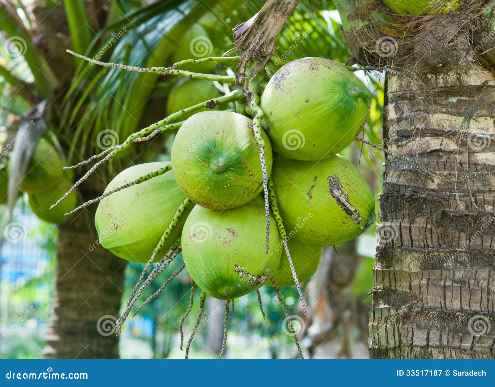 Group of young coconut stock image. Image of branch, agriculture - 33517187