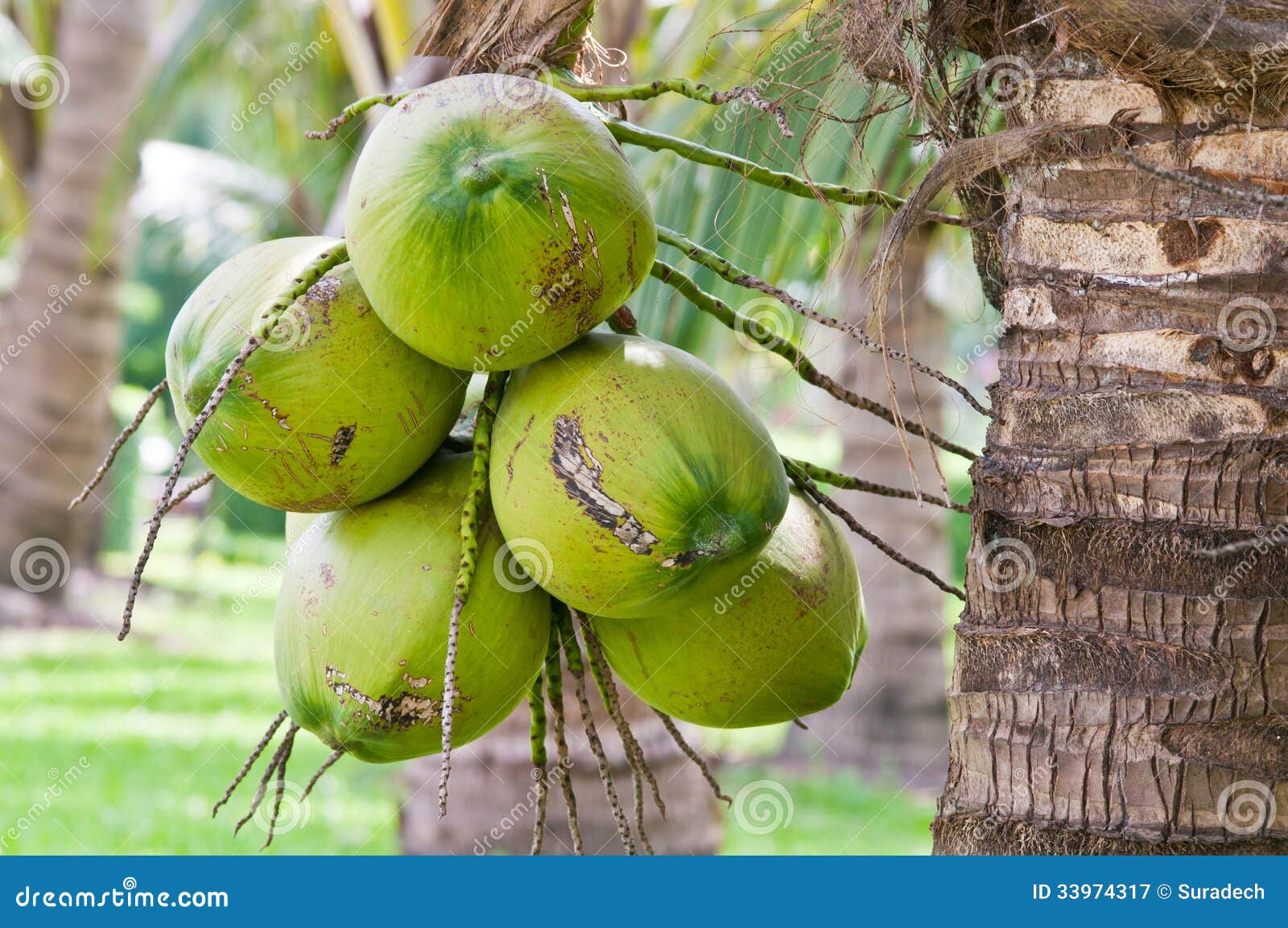 Group of young coconut stock image. Image of rural, agriculture - 33974317