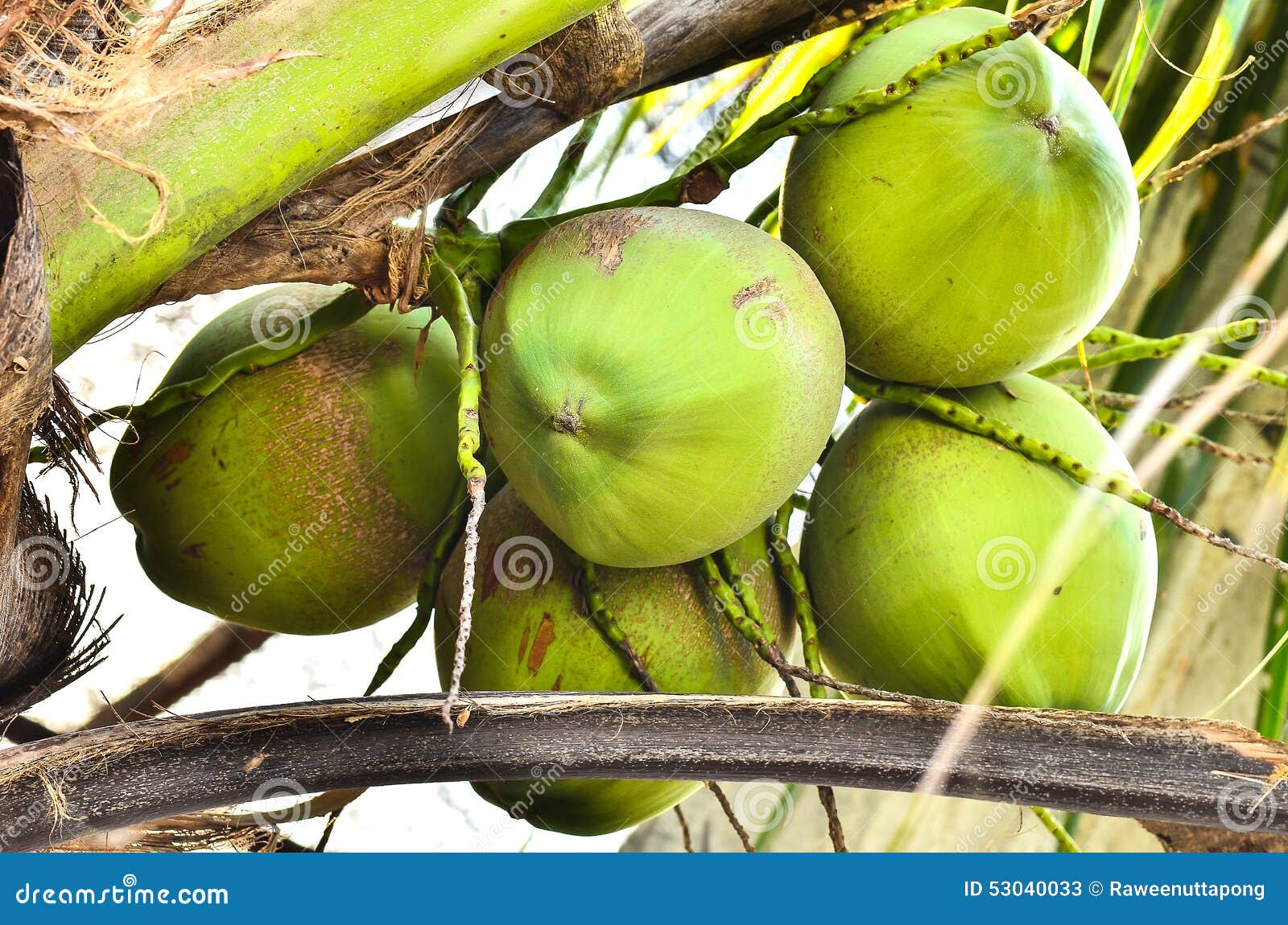 Group of young coconut stock image. Image of healthy - 53040033