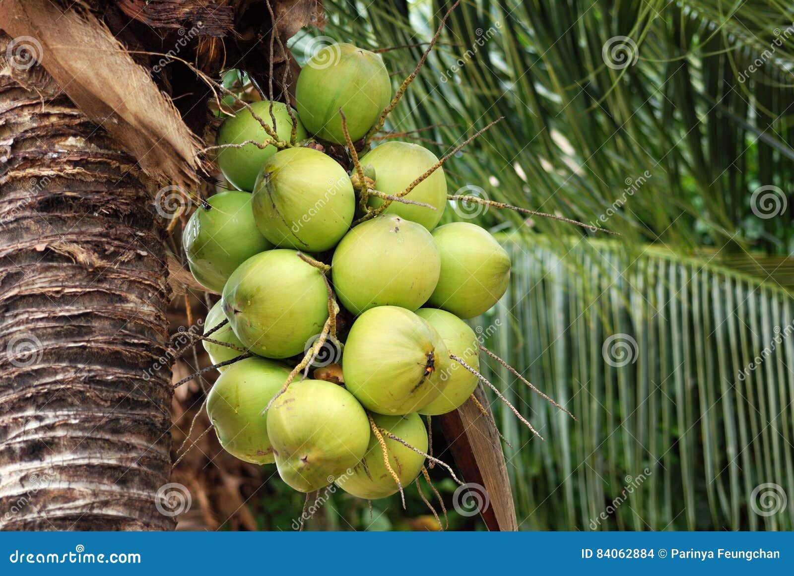 Group of Young Coconut on the Tree Stock Photo - Image of asian, branch ...