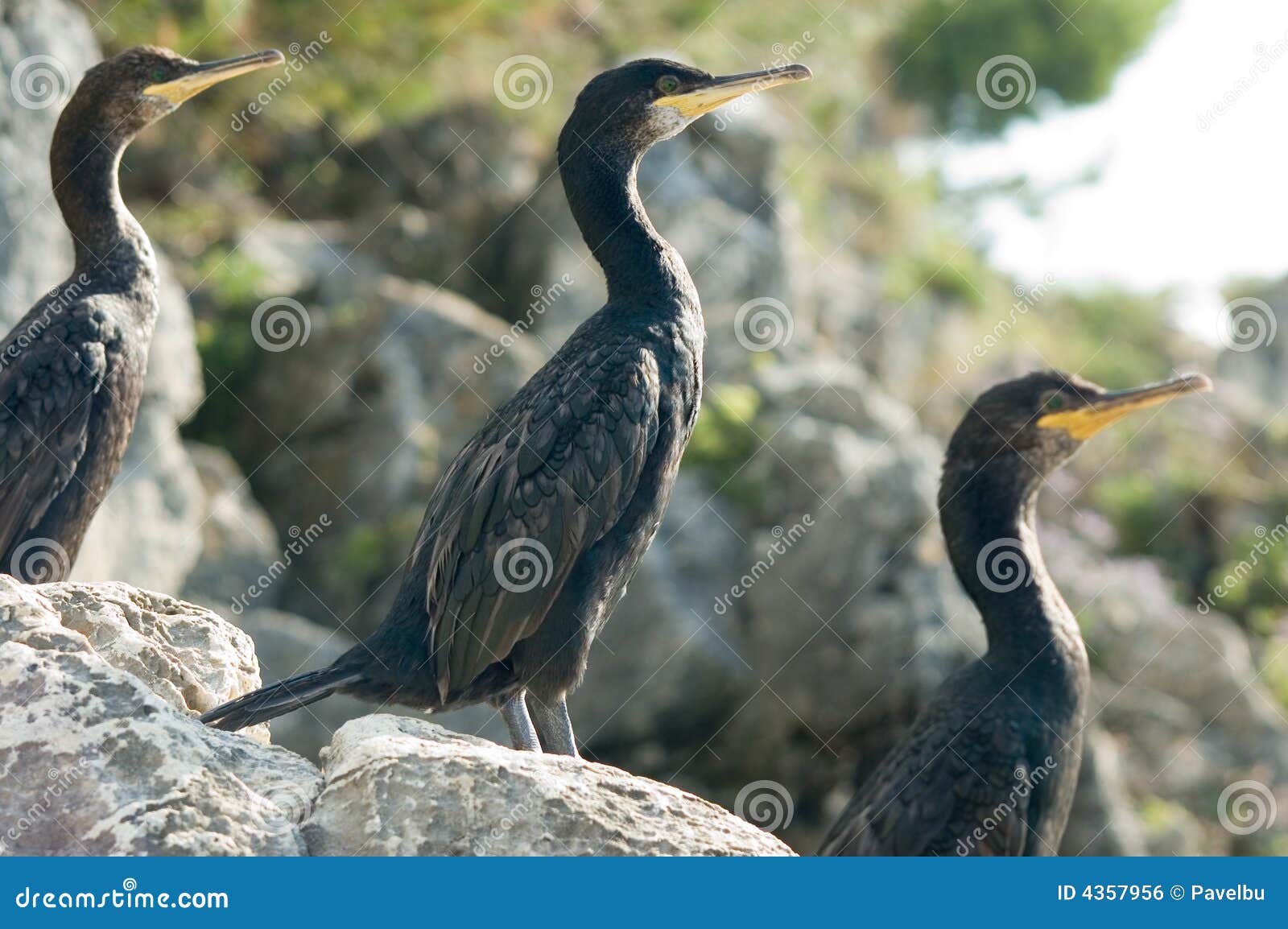 Group of young cormorants stock photo. Image of croatia - 4357956