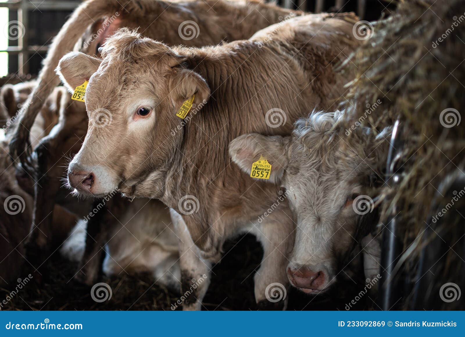 Group of Young Cow Calf Charolais in Farm Editorial Stock Image - Image ...