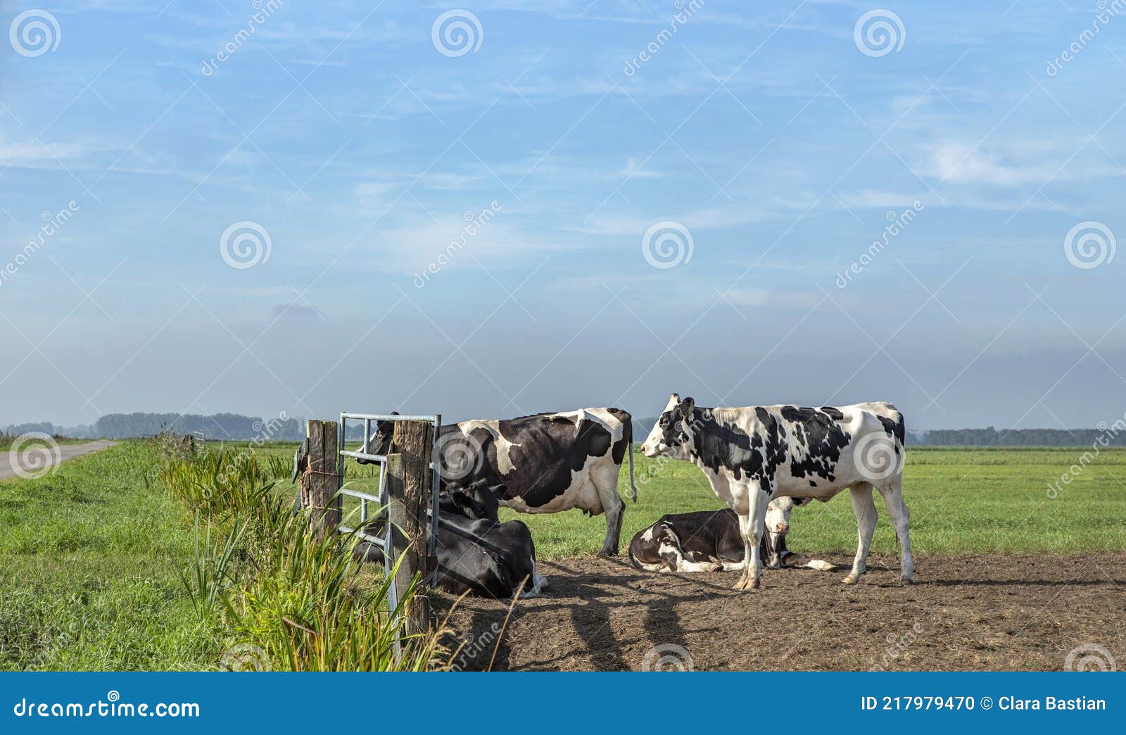 A Group of Young Cows at Dusk Together Waiting for a Closed Gate in the ...
