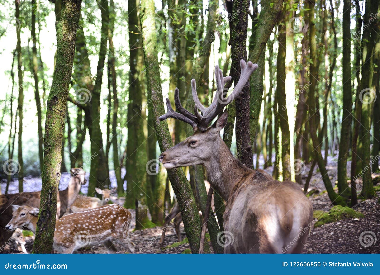 Group of Young Deers in a Forest Clearing Stock Photo - Image of fallow ...