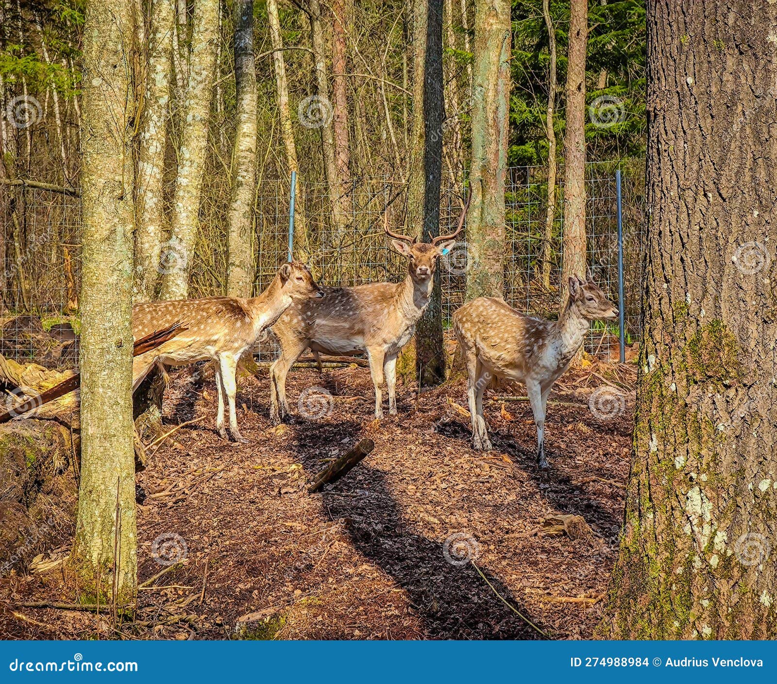 A Group of Young Fallow Deer among Trees in the Forest Stock Photo ...