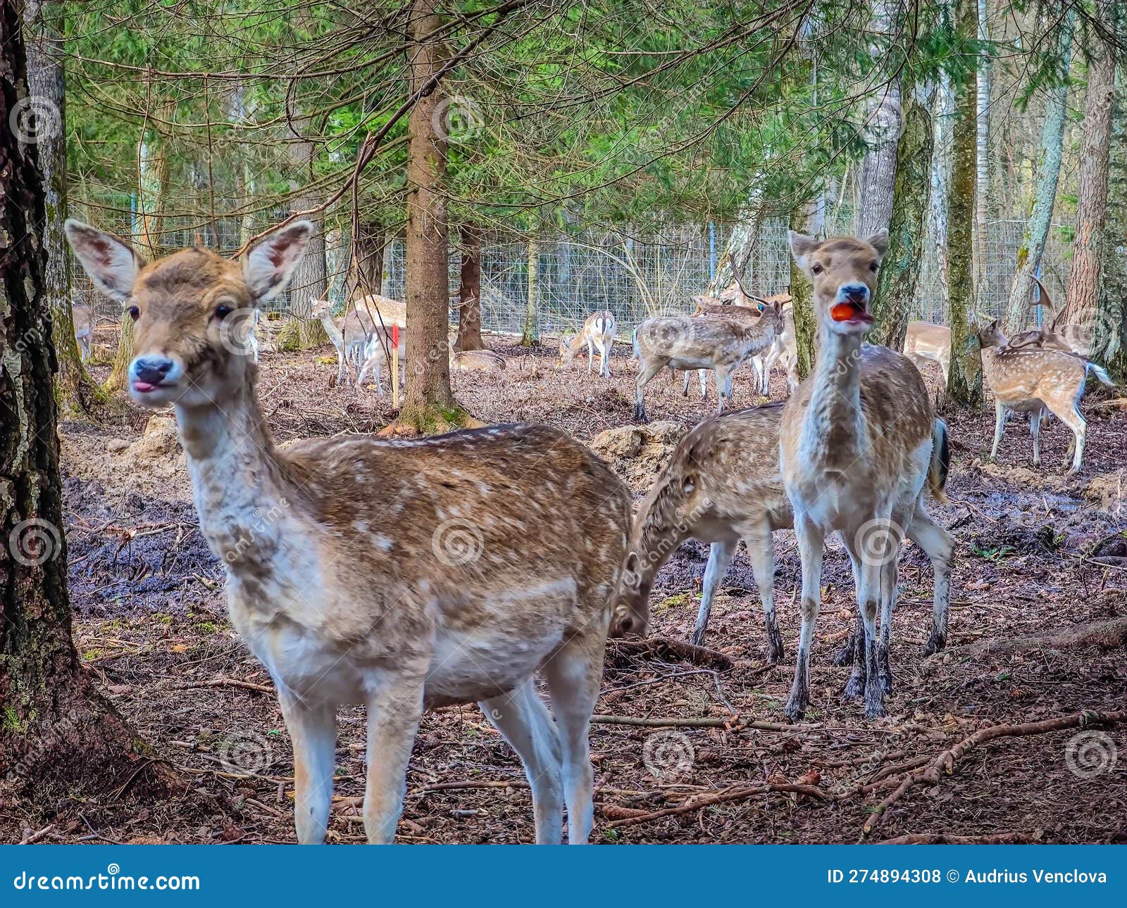 A Group of Young Fallow Deer among Trees in the Forest Stock Photo ...