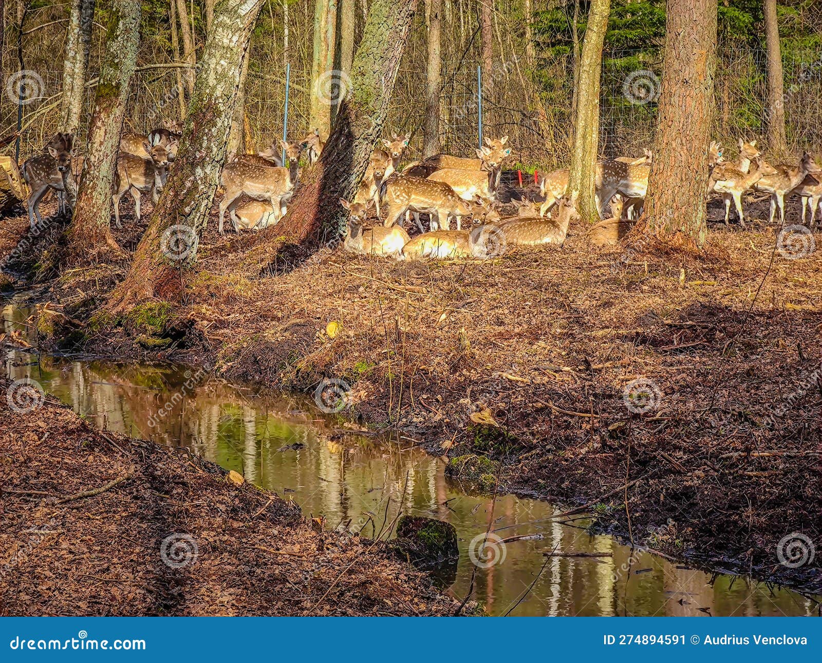 A Group of Young Fallow Deer among Trees in the Forest Stock Image ...