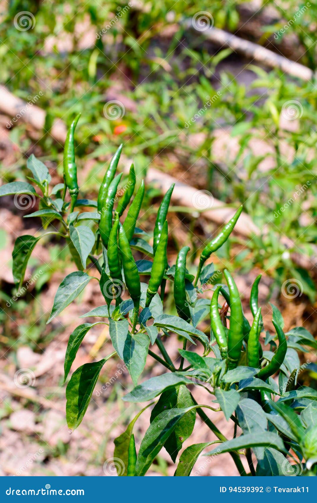 Group of Young Fresh Green Hot and Spicy Guinea Pepper, Stock Photo ...