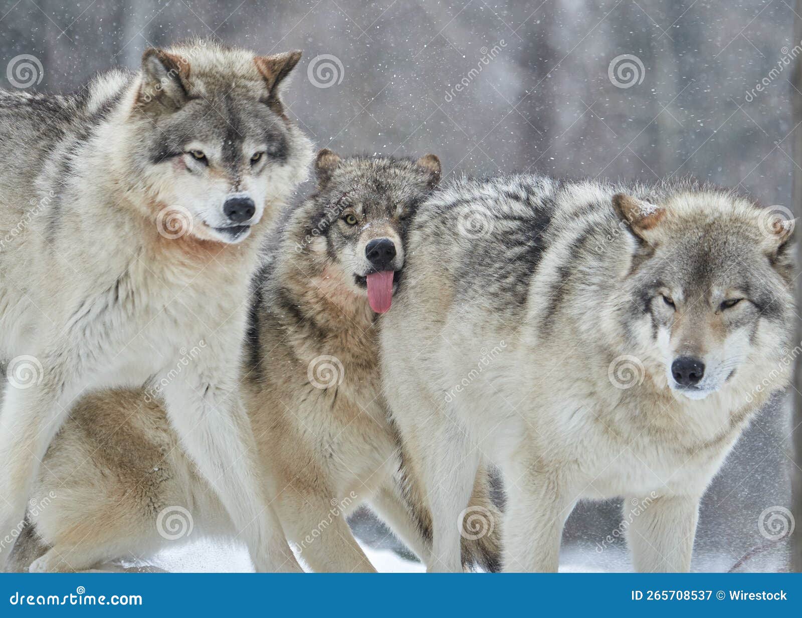 Group of Young and Hungry Wolves in the Forest in Winter Stock Image ...