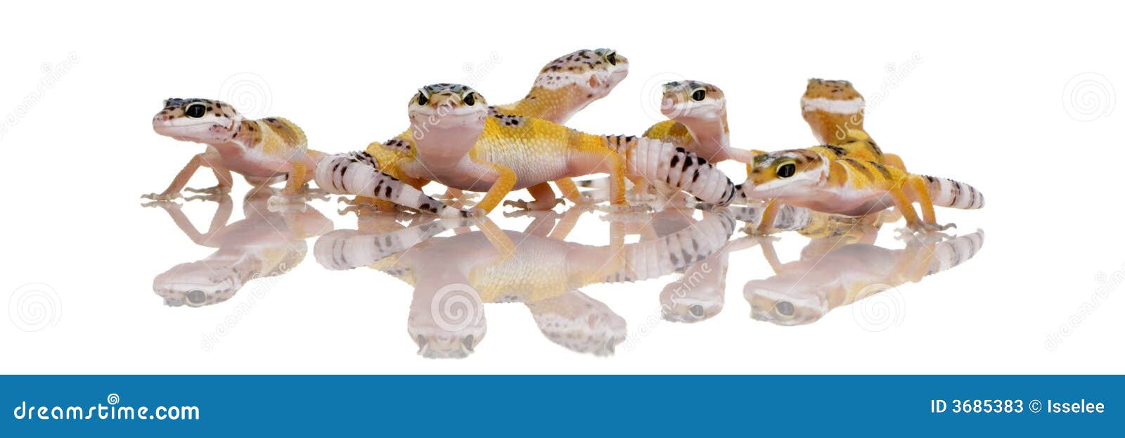 Leopard Gecko Group Photos - Free & Royalty-Free Stock Photos from ...