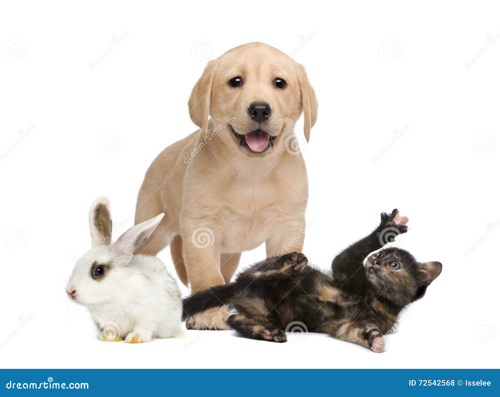Group of young pets stock photo. Image of group, mammal - 72542568
