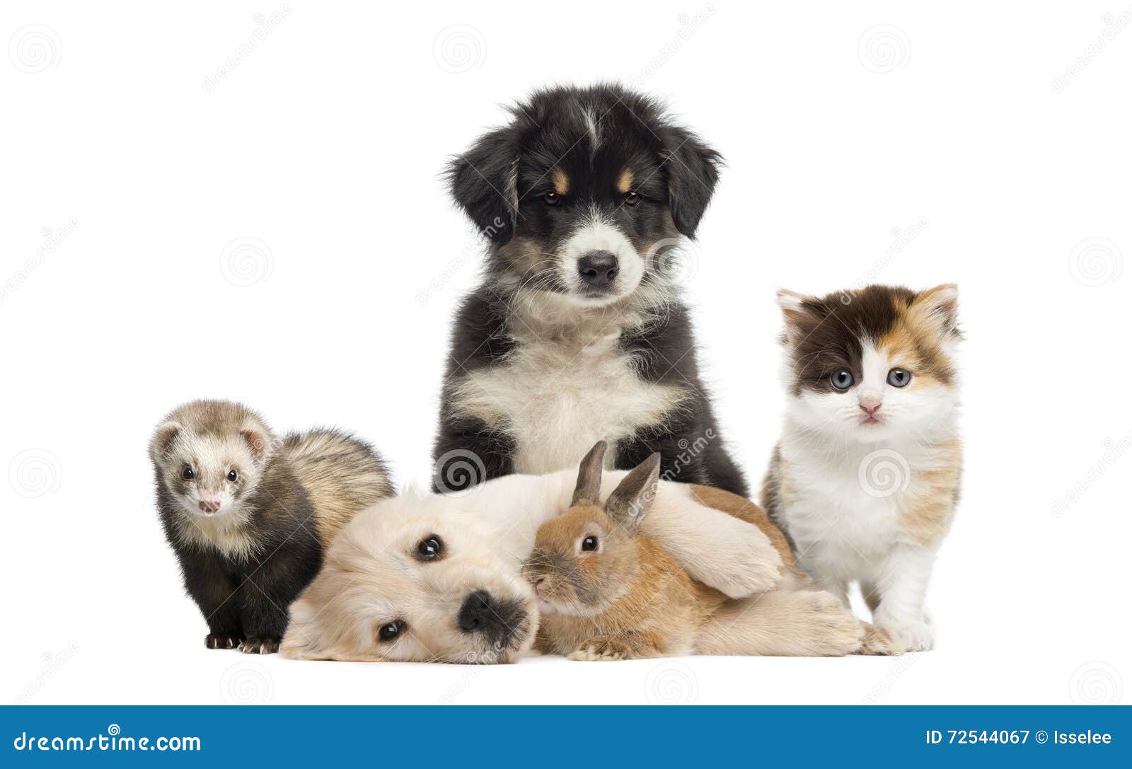 Group of young pets stock image. Image of animals, pups - 72544067