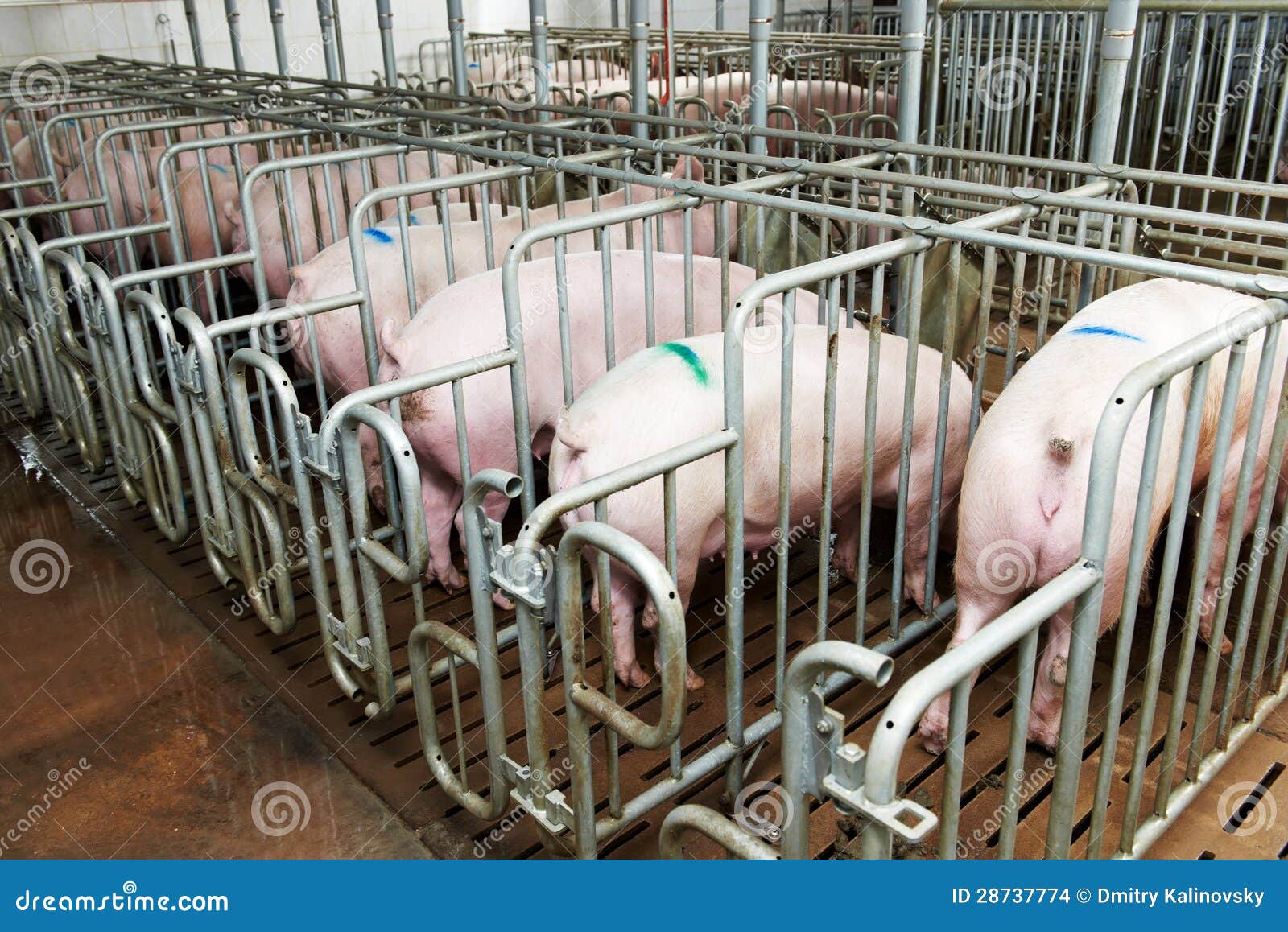 Group of young pig feeding stock photo. Image of animal - 28737774
