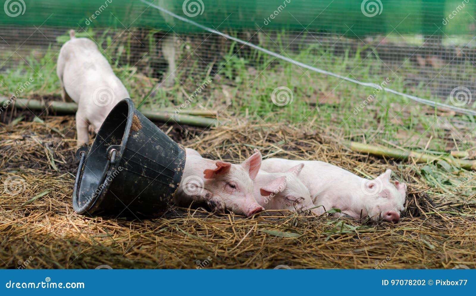 A group young pig stock photo. Image of funny, sleep - 97078202