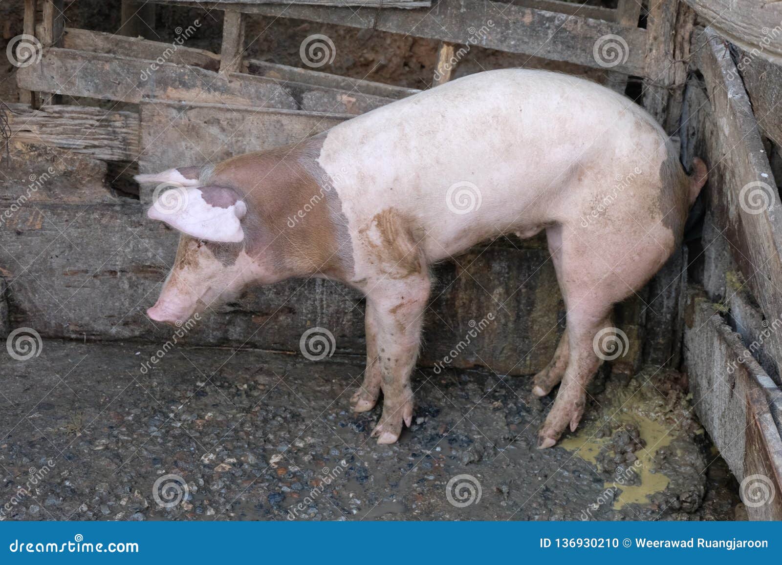 Group of Young Pigs in Local Farm, Thailand. Stock Photo - Image of ...