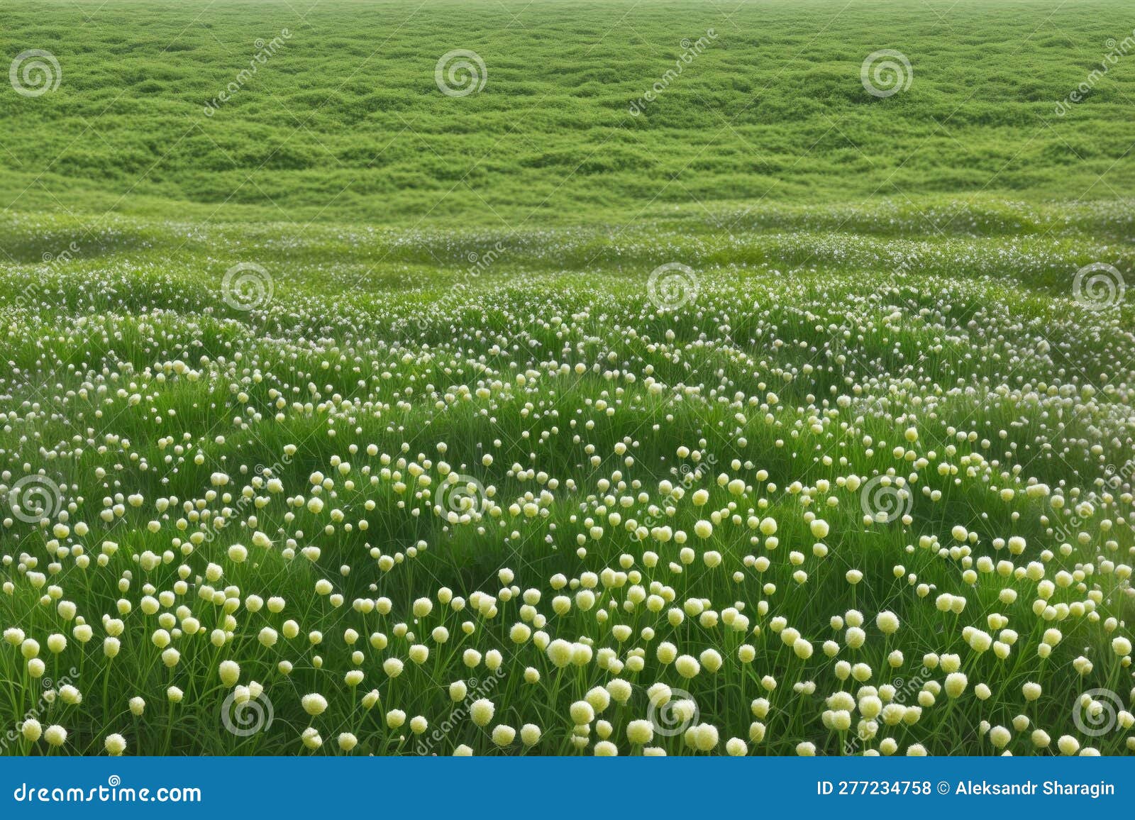 A Group of Young Plant Sprouts Growing in Field with Sunlight ...