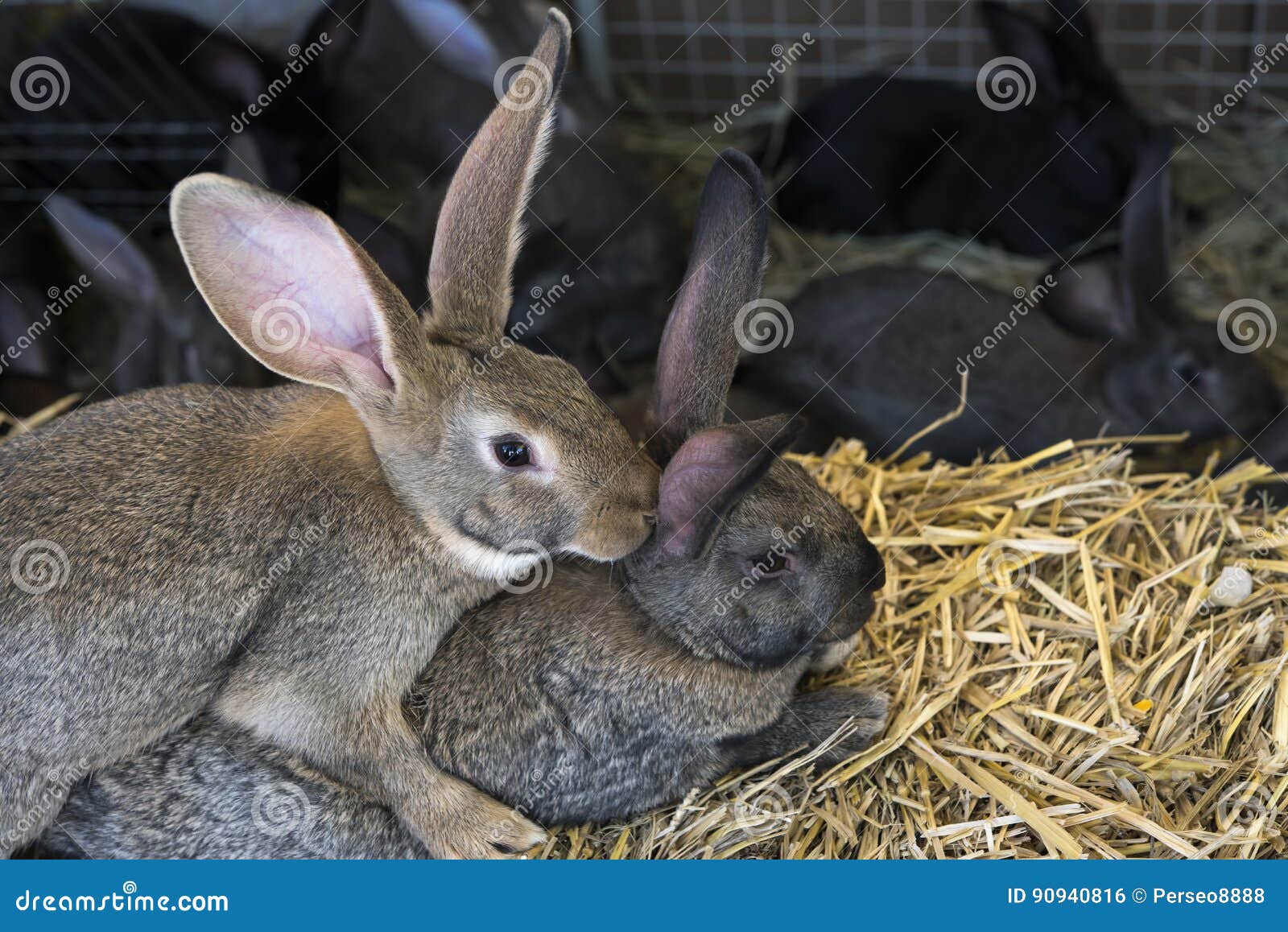A Group of Young Rabbits in the Breeding Stock Photo - Image of young ...