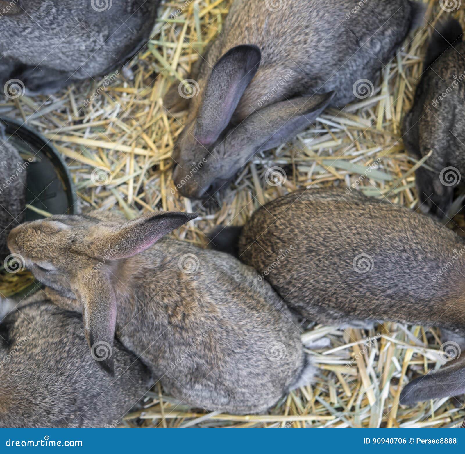 A Group of Young Rabbits in the Breeding. Stock Photo - Image of group ...