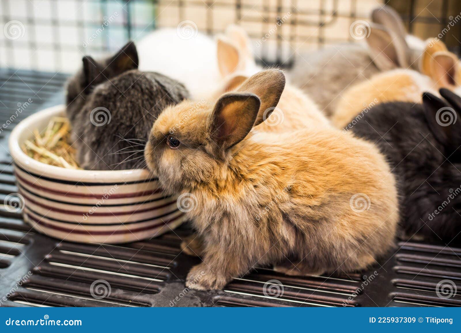 Group of young rabbits stock image. Image of farming - 225937309