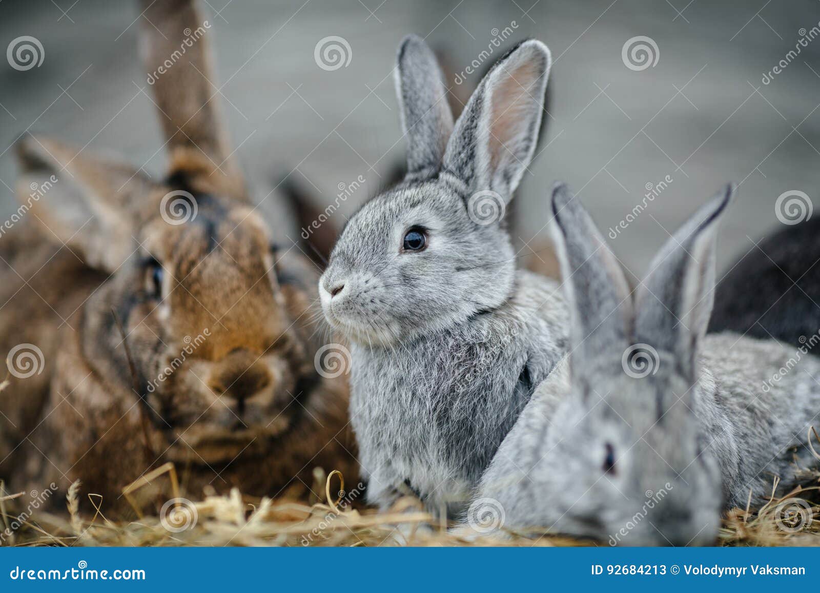 A group of young rabbits stock image. Image of group - 92684213