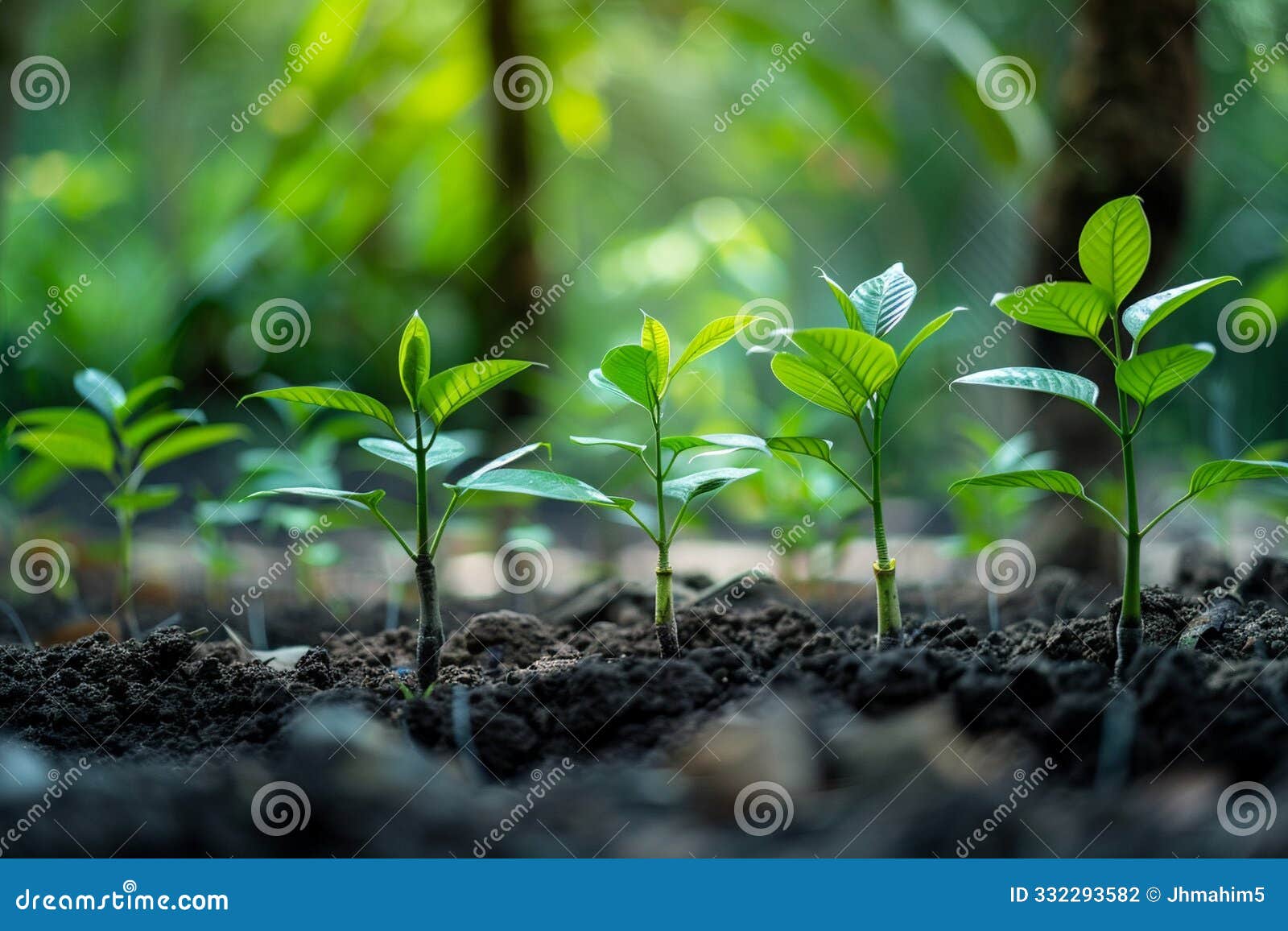 A Forest With New Saplings Planted, AI Generated Stock Image ...